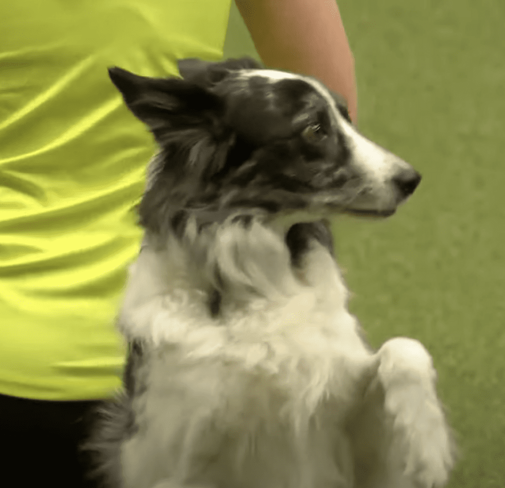 Dog And His Trainer Show Off Brilliant Dance Routine