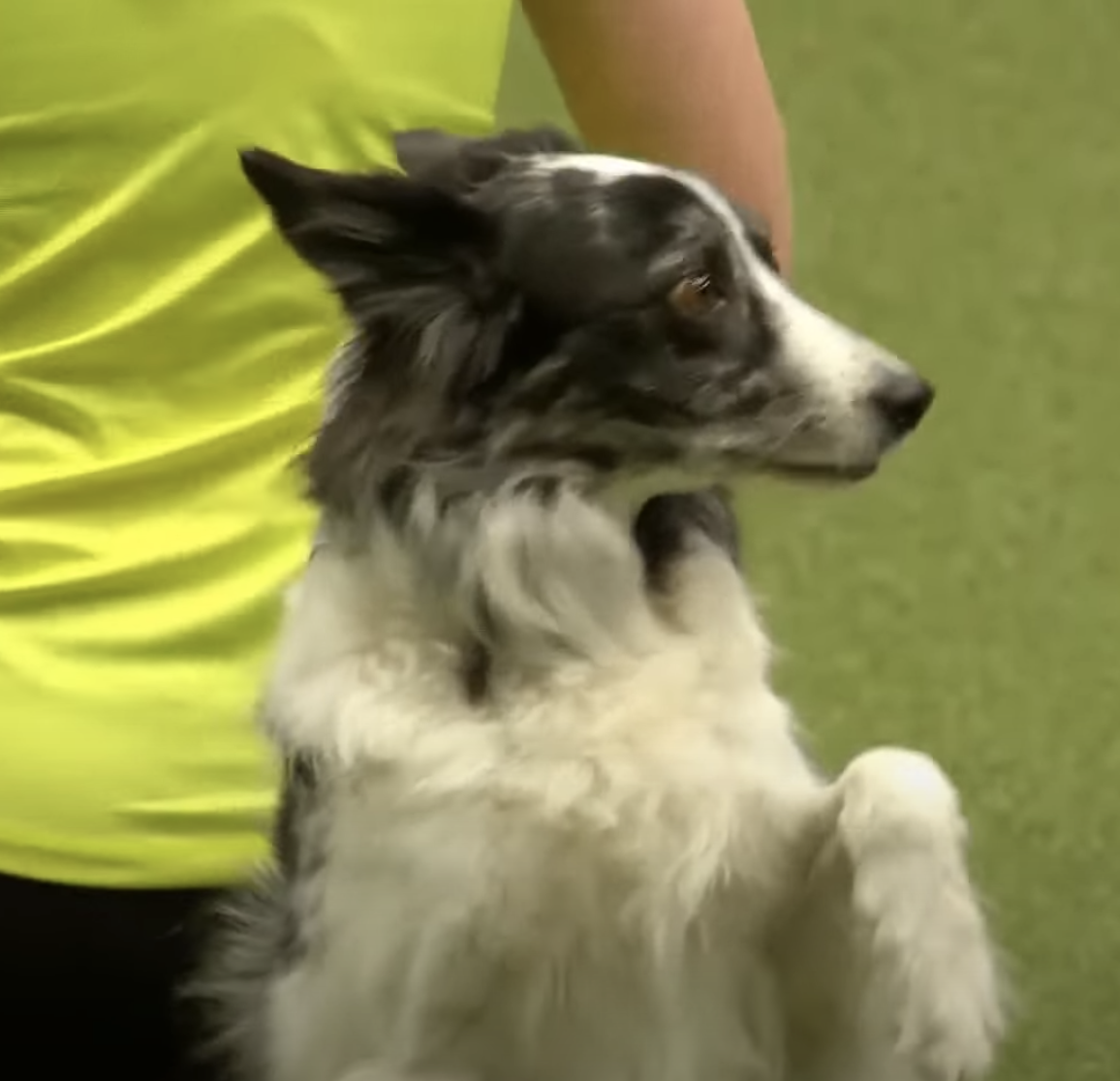 Dog And His Trainer Show Off Brilliant Dance Routine