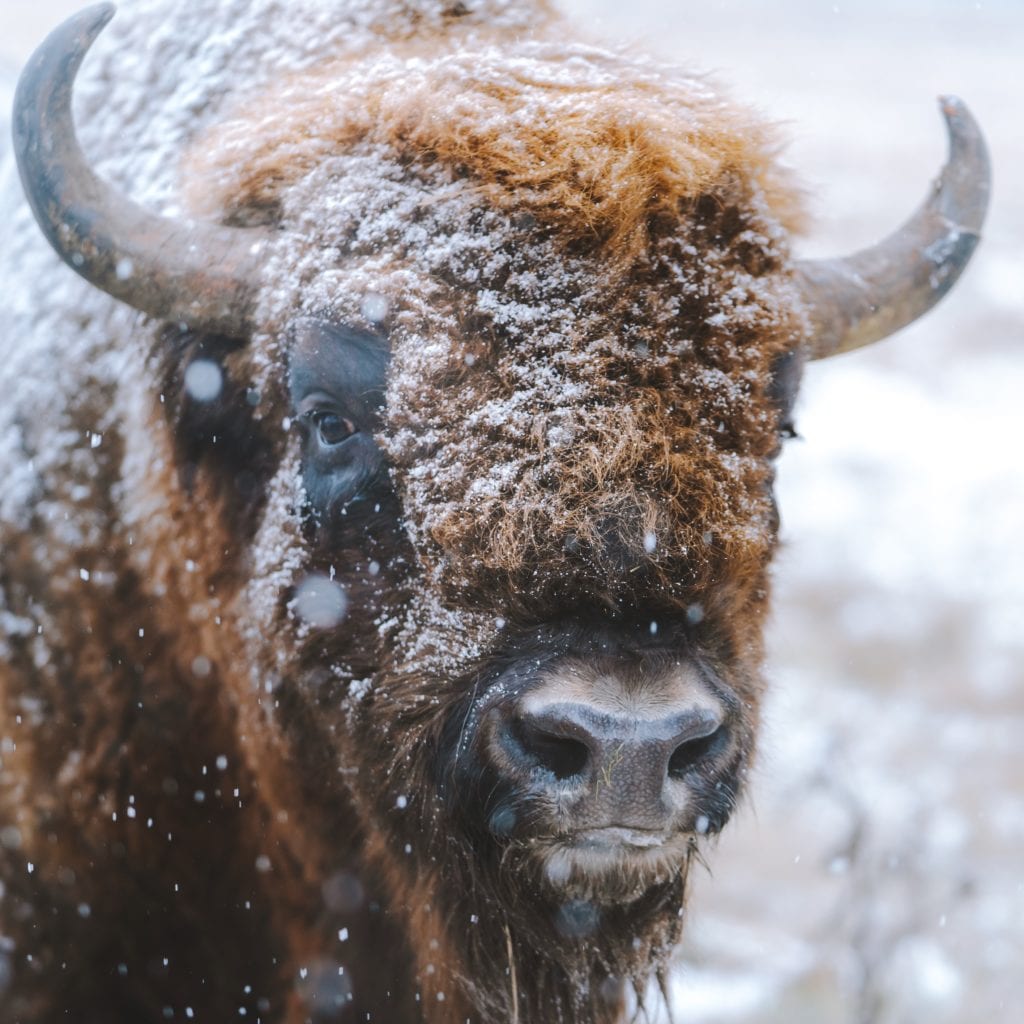 A buffalo makes its way onto a trampoline and jumps