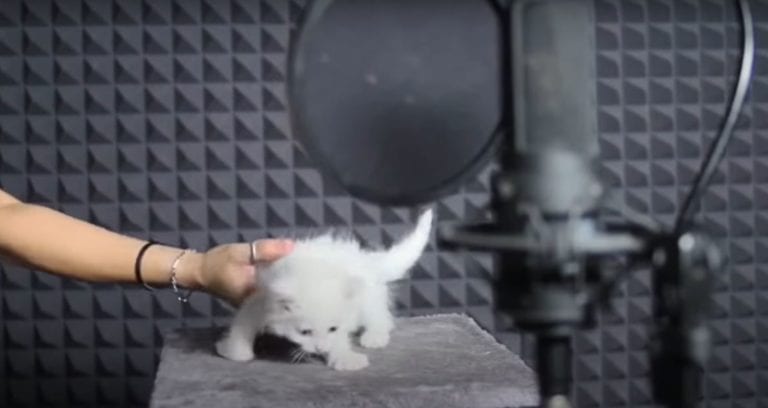 Cute kittens auto-tuned meows make up the sum of piano classic ‘River ...