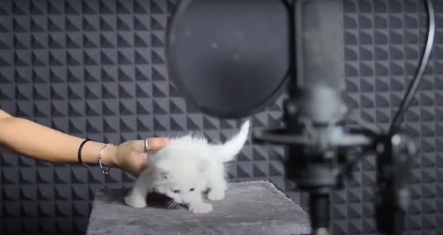 Cute kittens auto-tuned meows make up the sum of piano classic ‘River ...