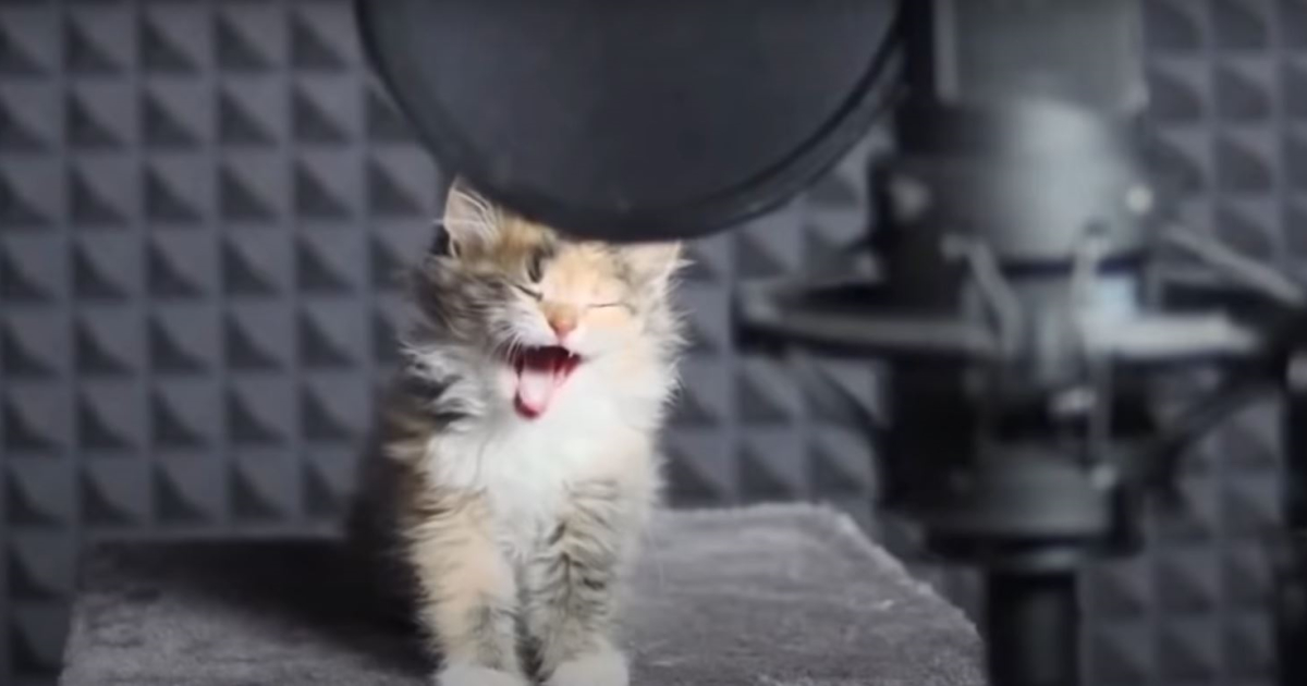 Cute kittens auto-tuned meows make up the sum of piano classic ‘River ...