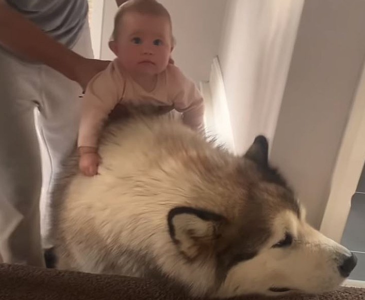 Baby helps giant dog overcome bath time fears