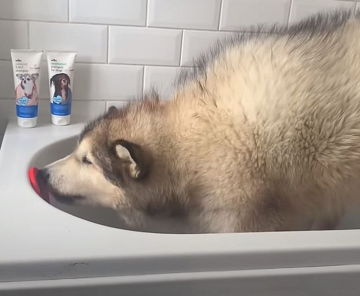 Baby helps giant dog overcome bath time fears