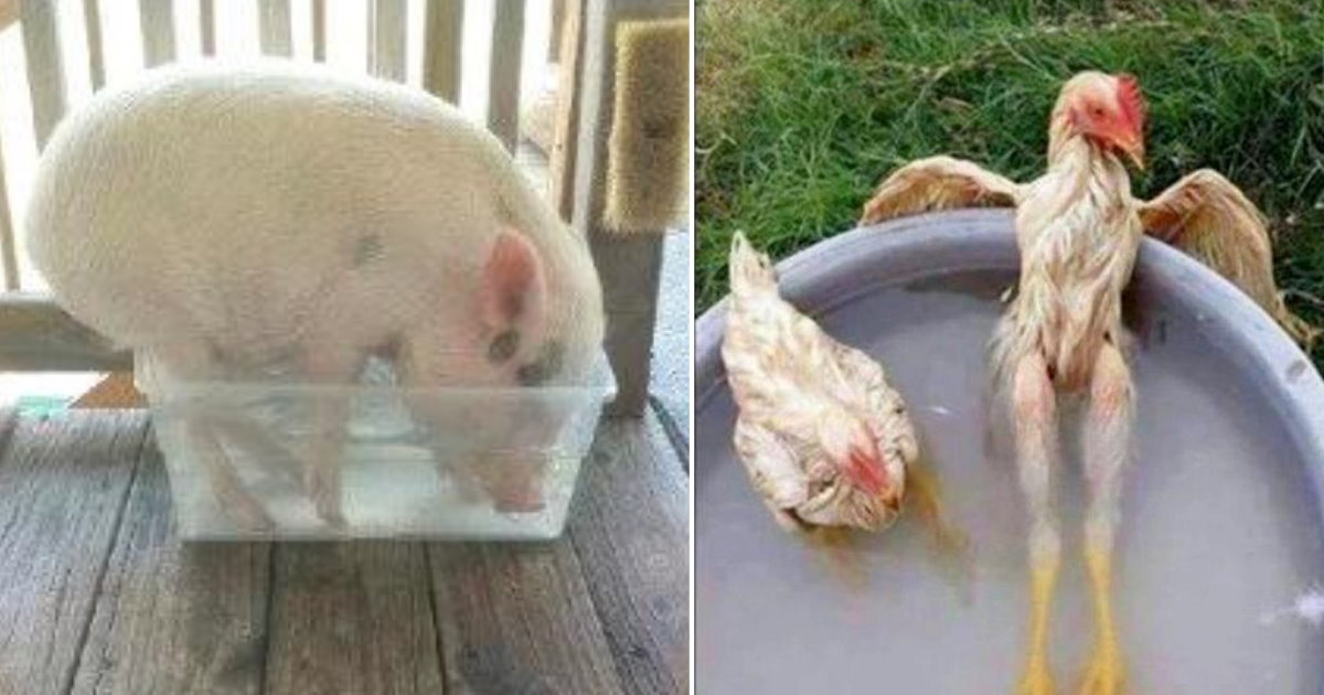 62 Animals Trying Hilariously To Beat The Heat