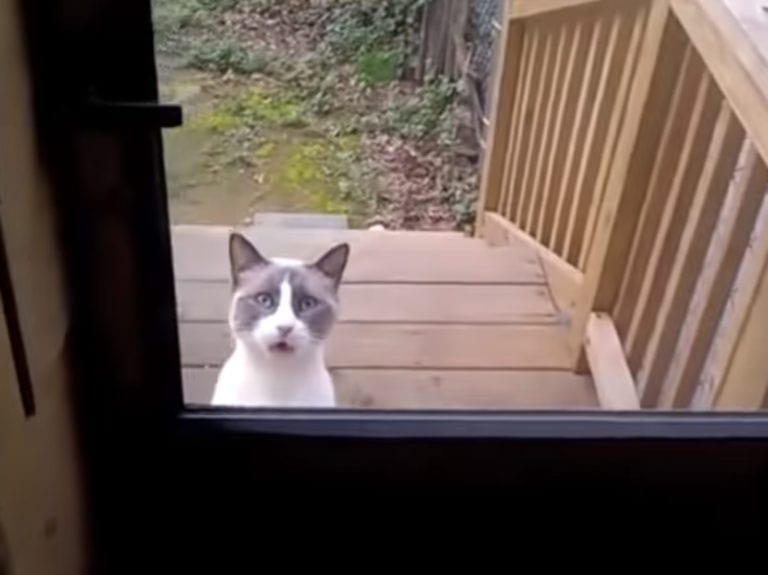 Yodeling stray cat outside of woman’s window yells to get attention
