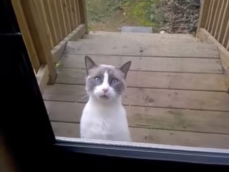 Yodeling stray cat outside of woman’s window yells to get attention