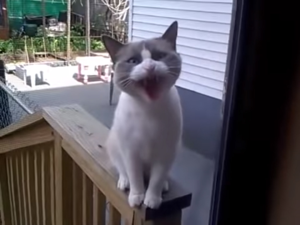 Yodeling stray cat outside of woman’s window yells to get attention