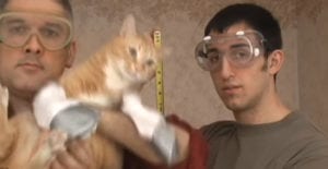 Yodeling stray cat outside of woman’s window yells to get attention