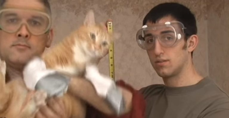 Yodeling stray cat outside of woman’s window yells to get attention