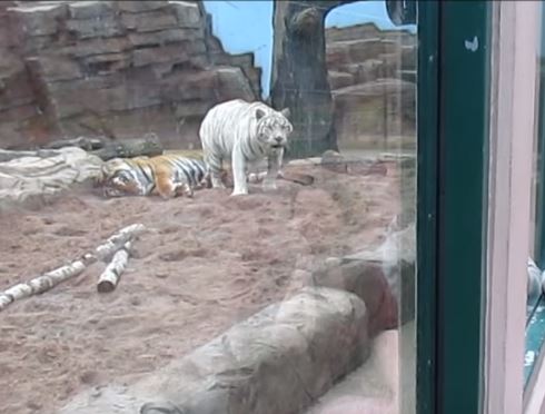 Tiger Stealthily Plans “Pounce” On Zoogoer