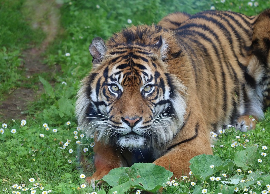 Tiger Stealthily Plans “Pounce” On Zoogoer