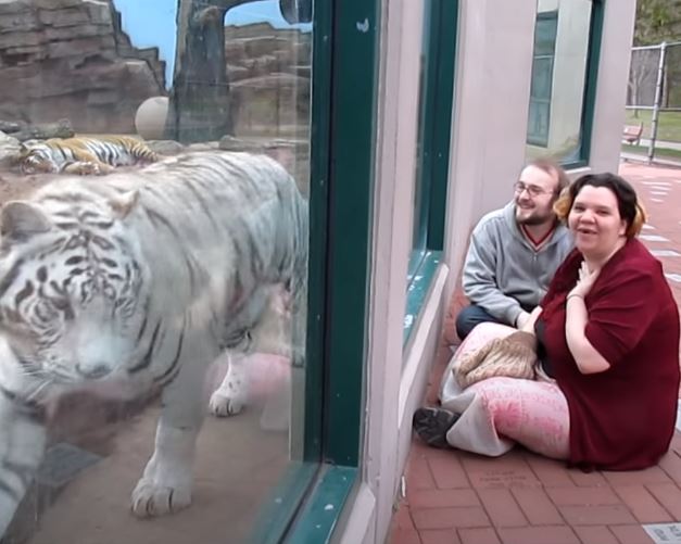 Tiger Stealthily Plans “Pounce” On Zoogoer