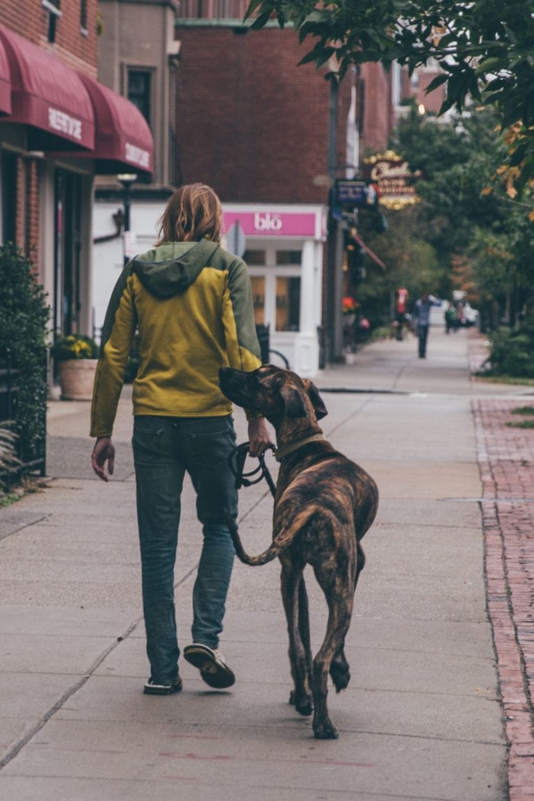 Dog loves getting mail so much that mailman writes her letters