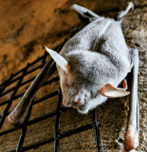10+ species of bats that look too bizarre to be real