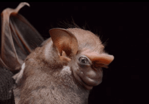 10+ species of bats that look too bizarre to be real