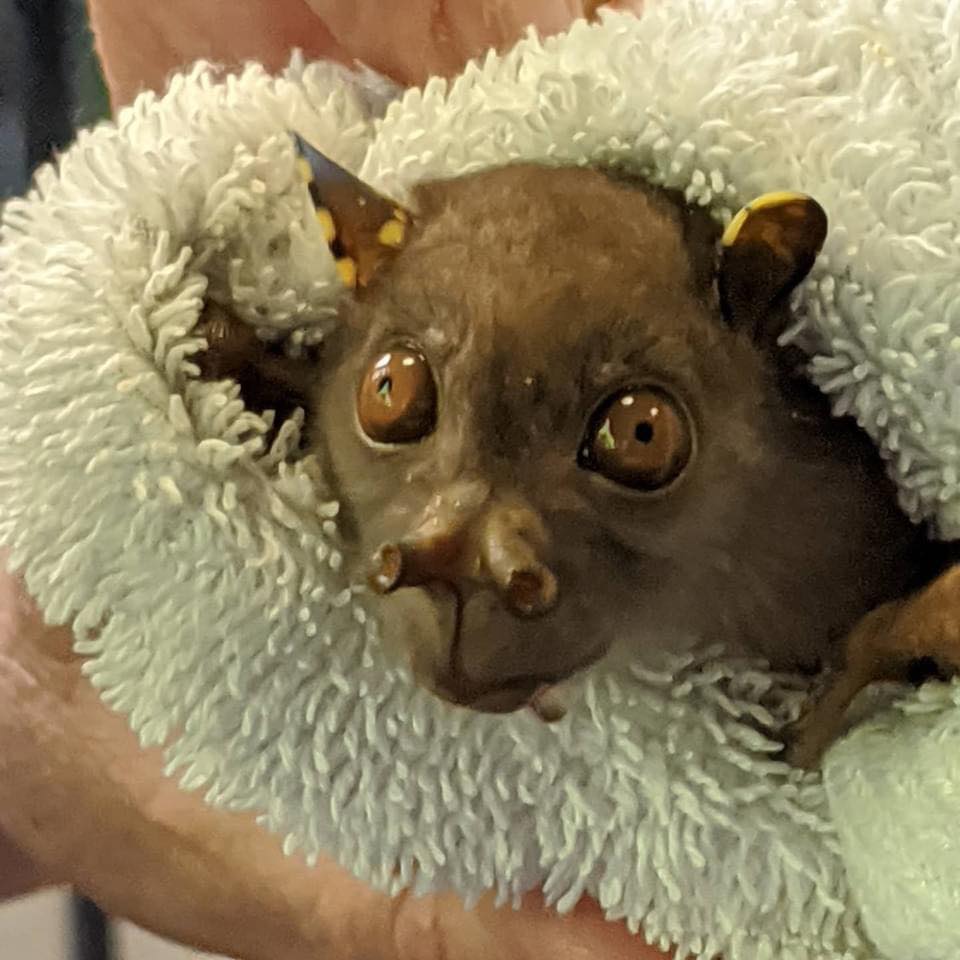 10+ species of bats that look too bizarre to be real