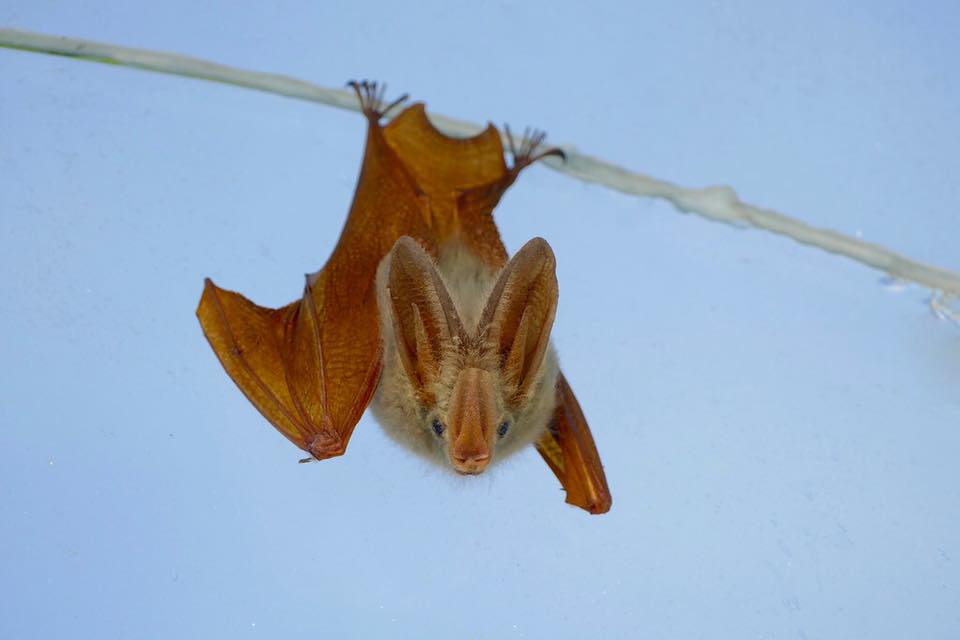10+ species of bats that look too bizarre to be real
