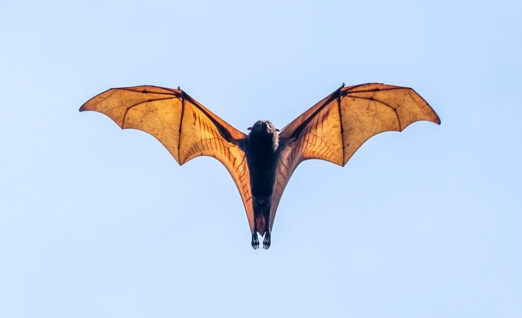 10+ species of bats that look too bizarre to be real