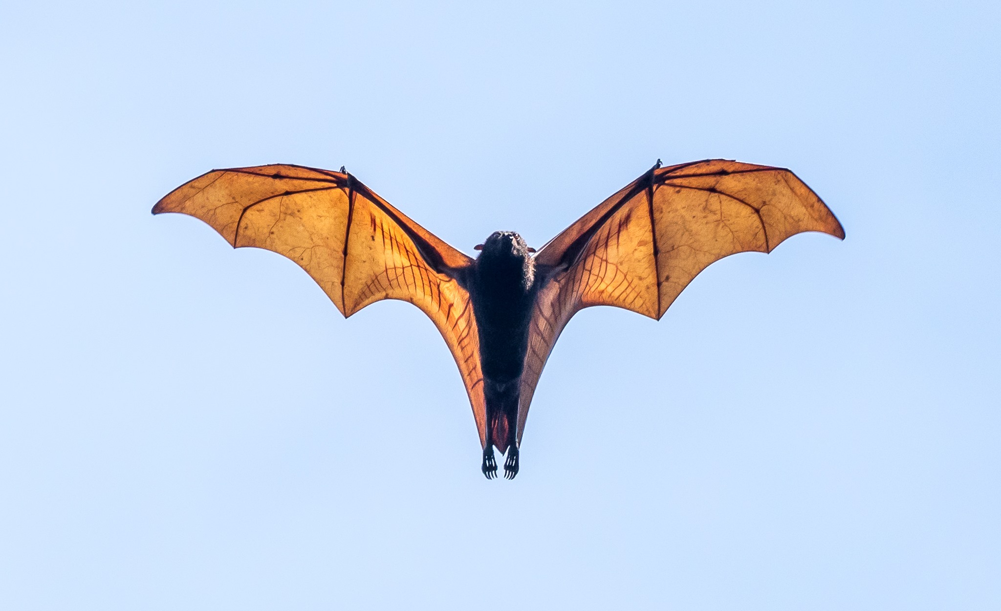 10+ species of bats that look too bizarre to be real