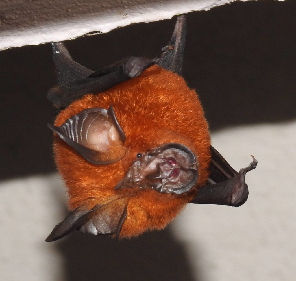 10+ species of bats that look too bizarre to be real