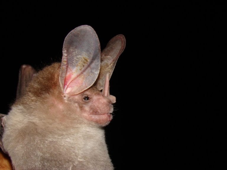 10+ species of bats that look too bizarre to be real