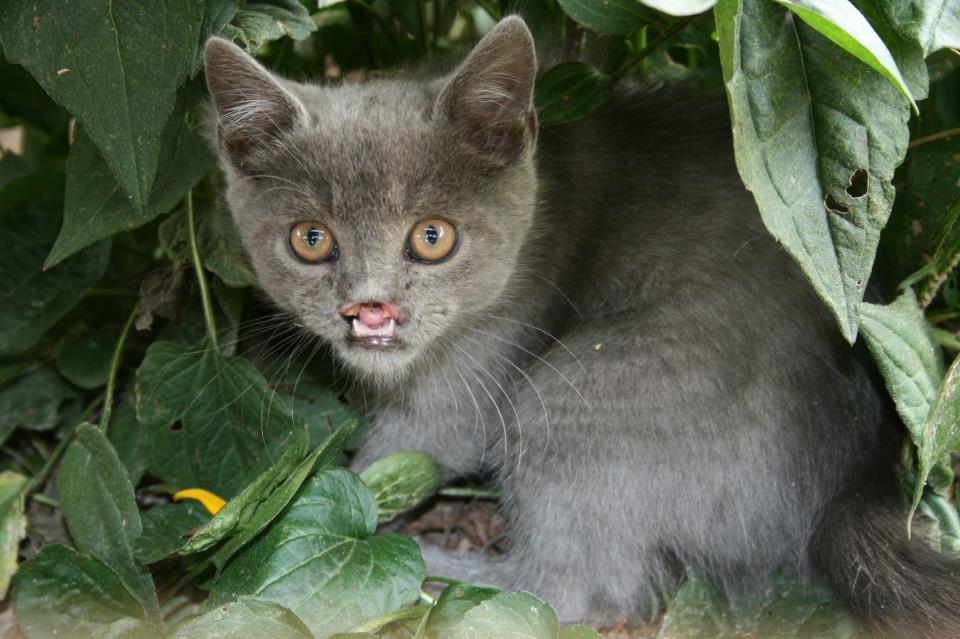 50 cats who have become famous for their unique looks