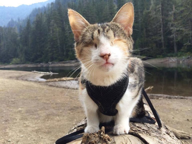 50 cats who have become famous for their unique looks