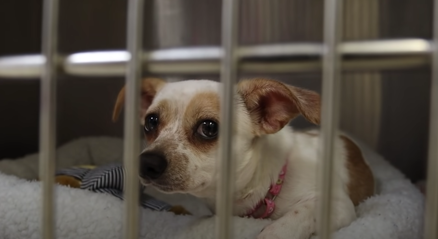YouTube star finds home for every dog in a shelter