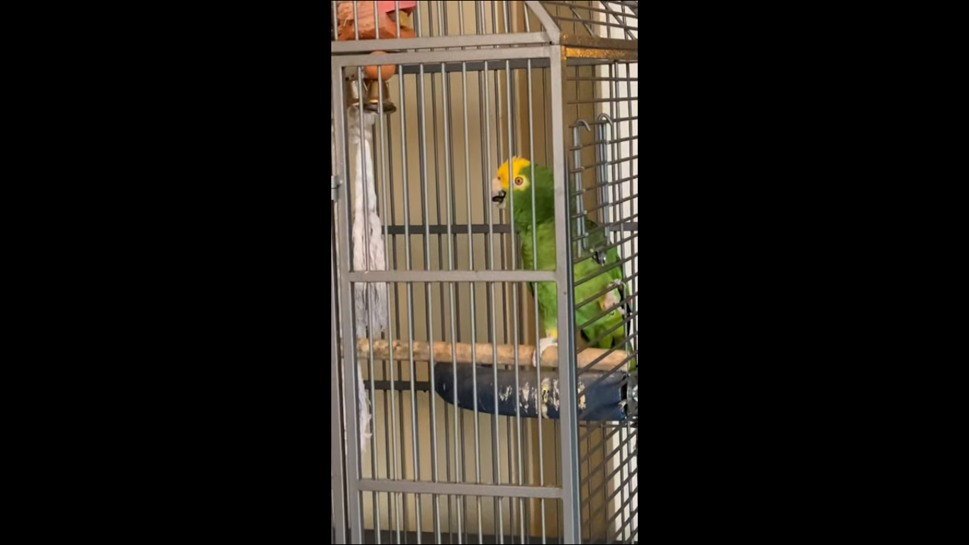 Man and his parrot team up to form adorable band
