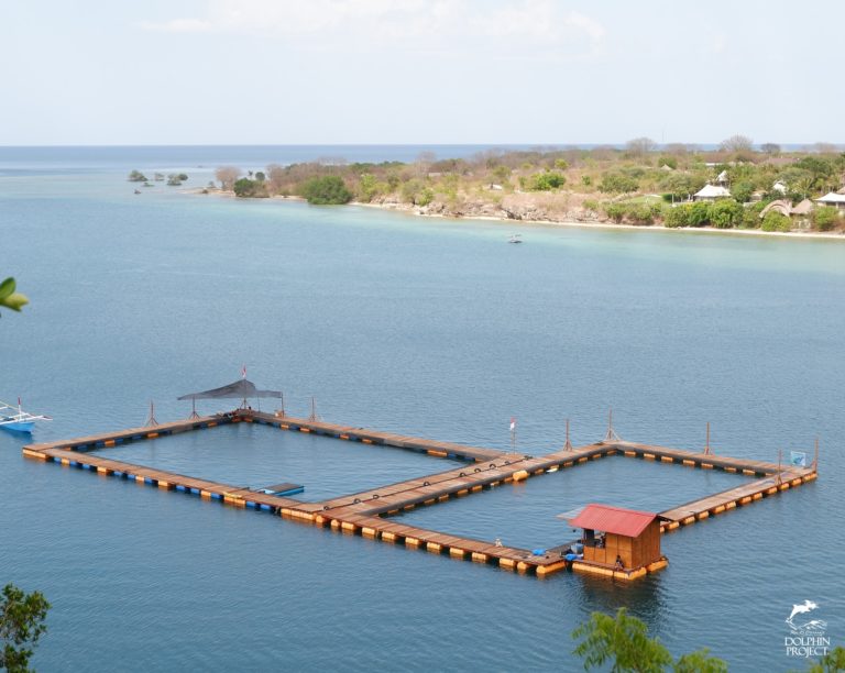 Sanctuary frees captive dolphins and gives them the perfect forever home