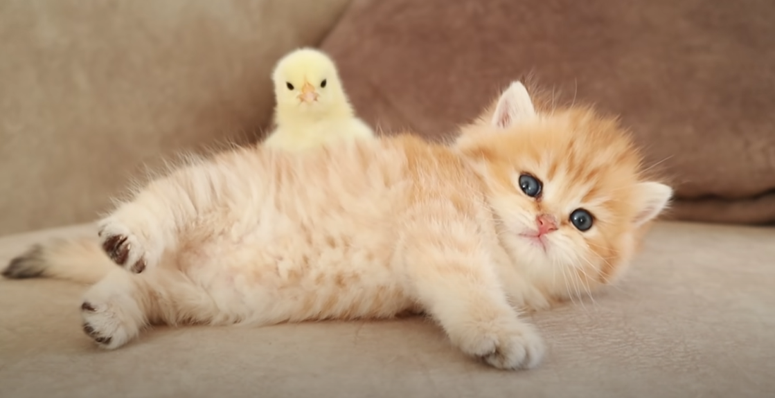 Cute kitten has adorable reaction to meeting baby chick for first time