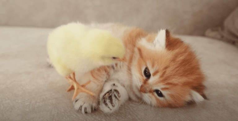 Cute kitten has adorable reaction to meeting baby chick for first time