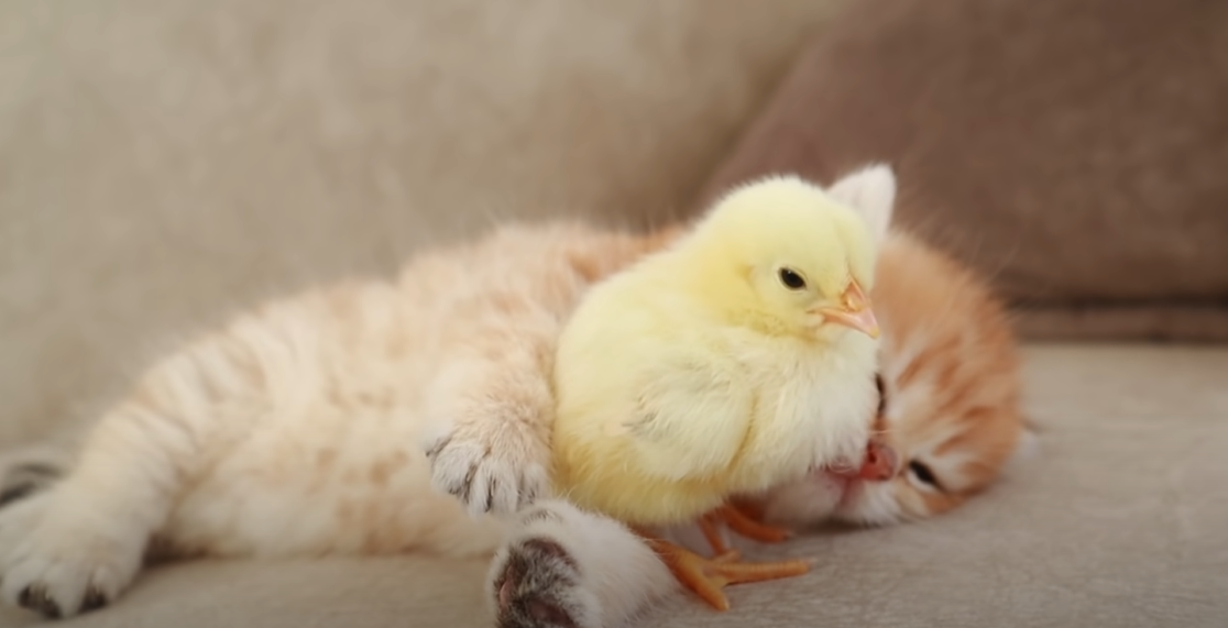 Cute kitten has adorable reaction to meeting baby chick for first time