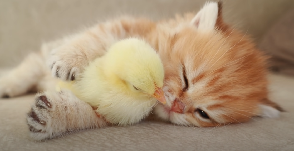 Cute kitten has adorable reaction to meeting baby chick for first time