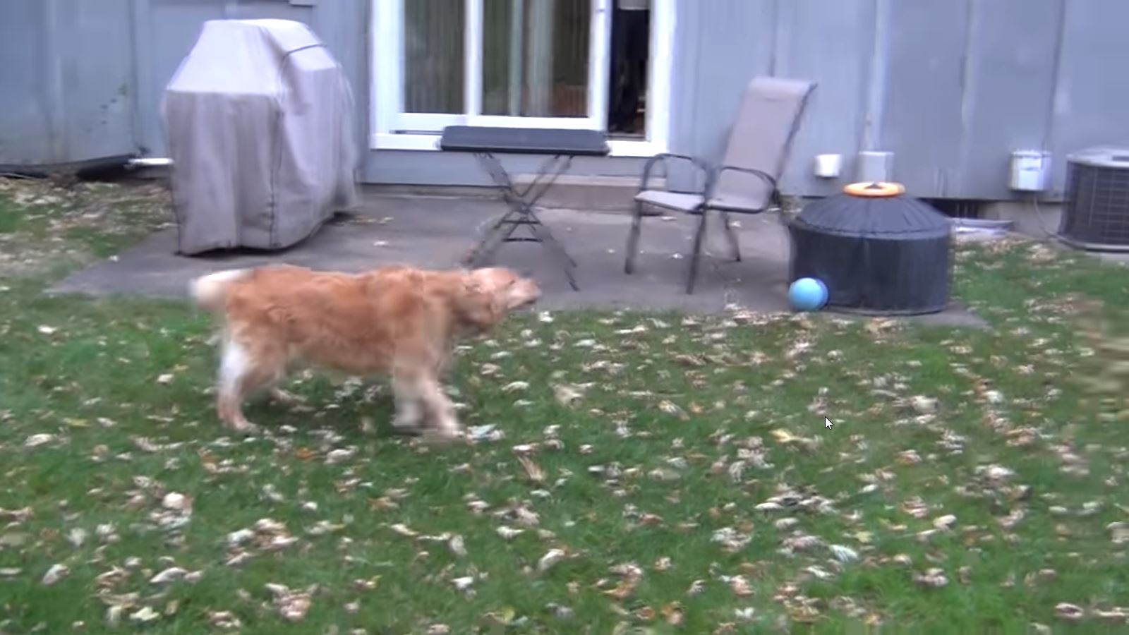 Brave dog proves his loyalty protecting family from dinosaur