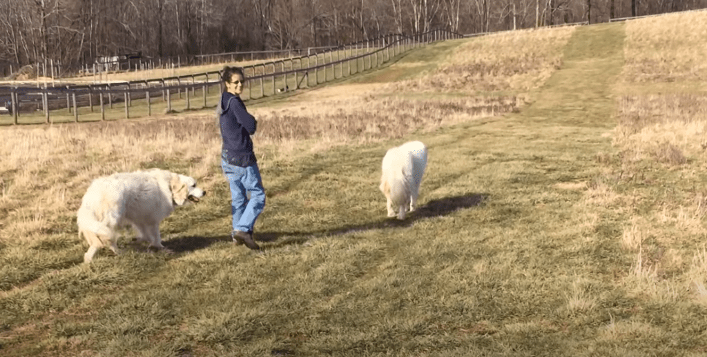 Woman starts walking her dogs and then whole group of farm animals tags ...