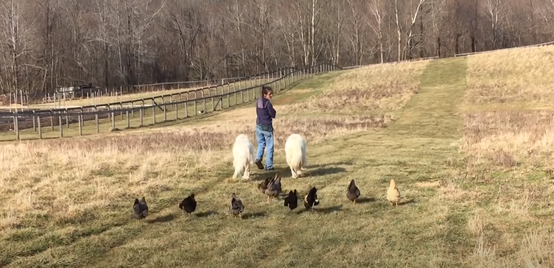 Woman starts walking her dogs and then whole group of farm animals tags ...