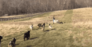 Woman starts walking her dogs and then whole group of farm animals tags ...