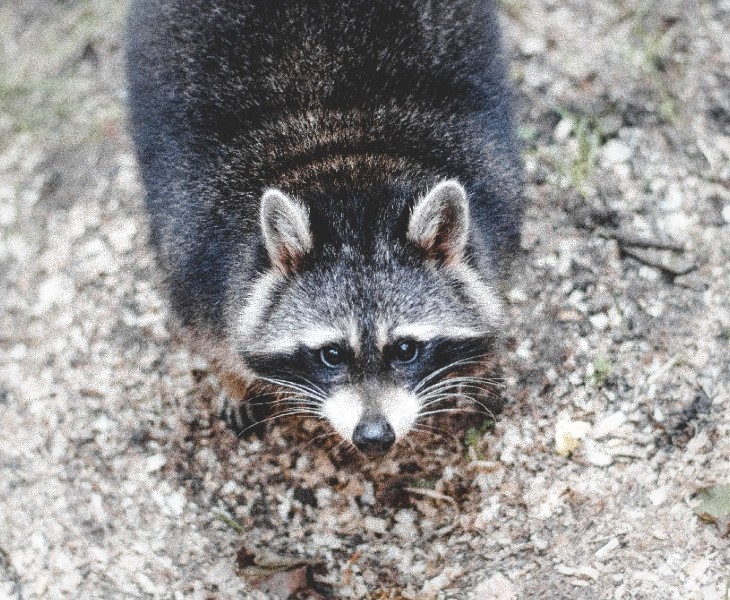 Determined raccoon’s efforts pay off when it finally grabs hold of treat