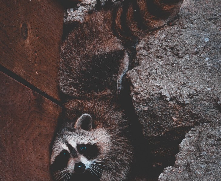 Determined raccoon’s efforts pay off when it finally grabs hold of treat