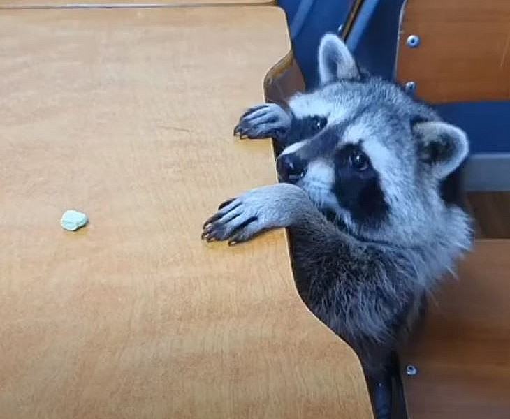 Determined raccoon’s efforts pay off when it finally grabs hold of treat
