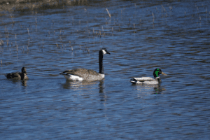 A Canadian goose is strapped with explosives before animal workers come ...