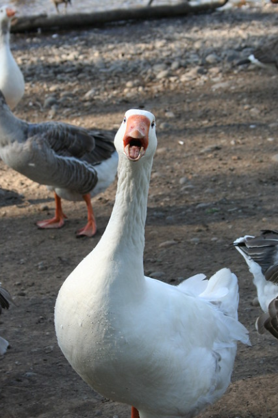 A Canadian goose is strapped with explosives before animal workers come ...