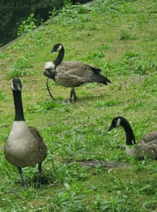 A Canadian goose is strapped with explosives before animal workers come ...