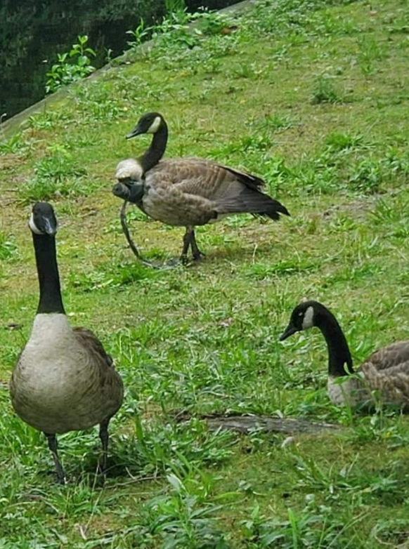 A Canadian goose is strapped with explosives before animal workers come ...