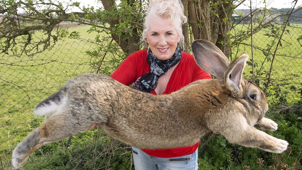 Giant bunny is almost as big as his human siblings
