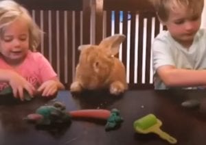 Giant bunny is almost as big as his human siblings