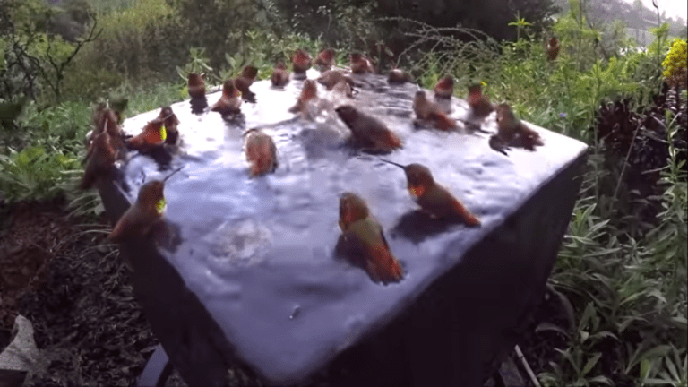 30 hummingbirds get together for an epic pool party