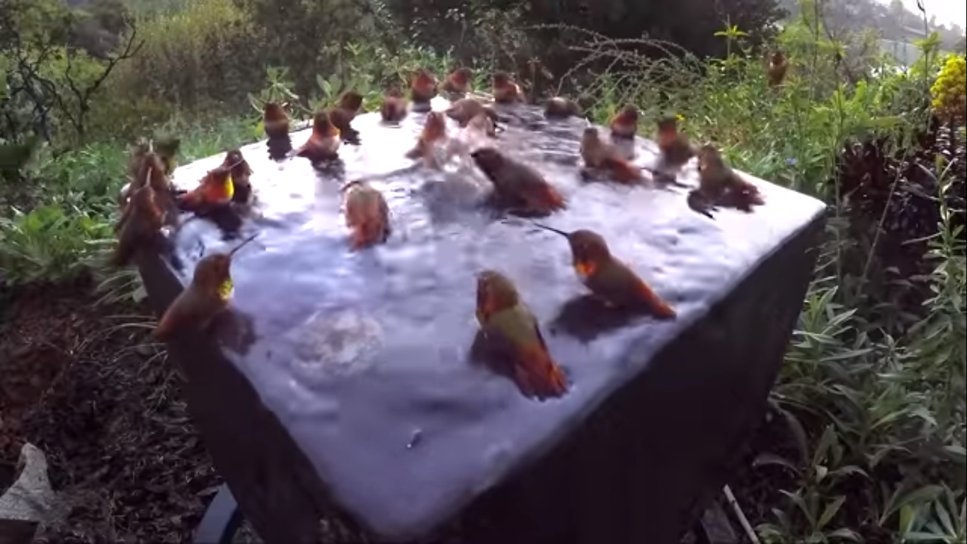 30 hummingbirds get together for an epic pool party